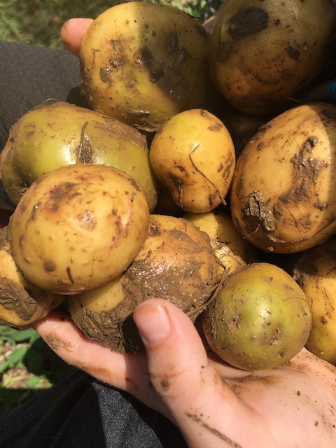 Growing Your Own Spuds - Countryside